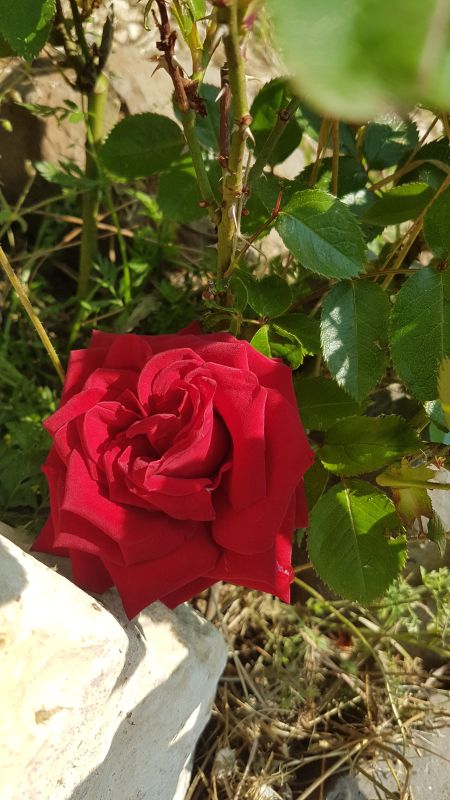 Pulizia a mano dall'erba delle barbatelle di uva Corvina,uva Corvinone ...