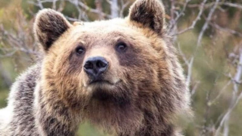 !! NON UCCIDETE GLI ORSI !! Firma anche tu la petizione