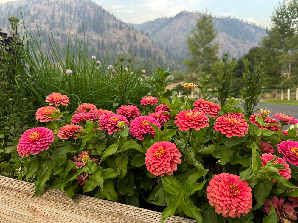 Sarasota Dim - Part 32 - “Meat Sweats and Missed Steps! Will Sir Loin Finally Poop or Just Keep ...