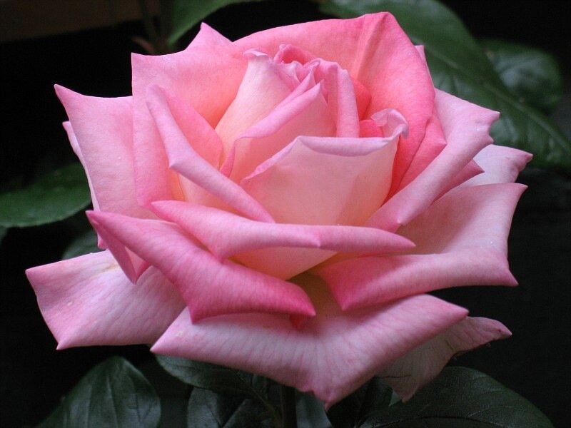 Immagini bellissime di Rose