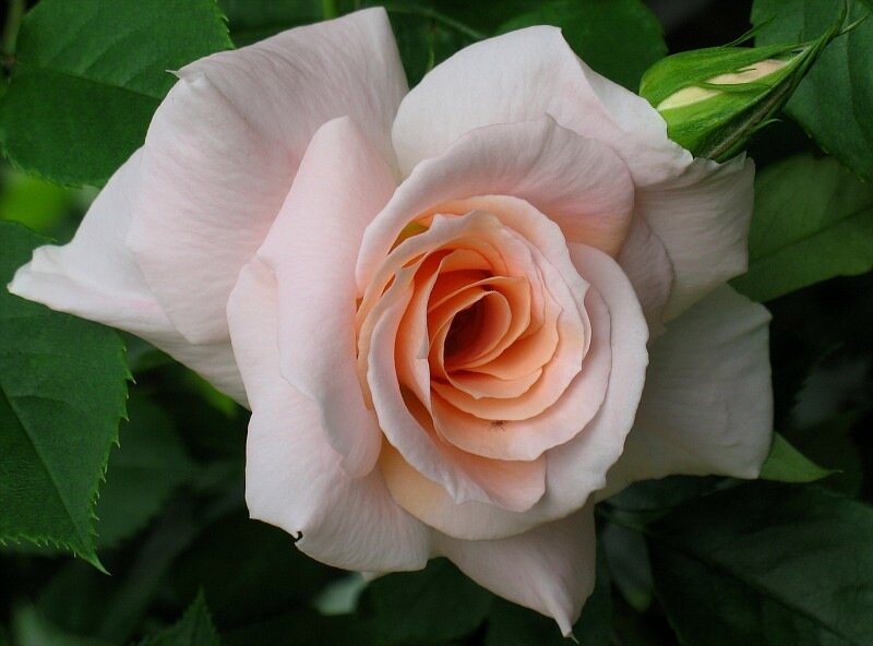 Immagini bellissime di Rose