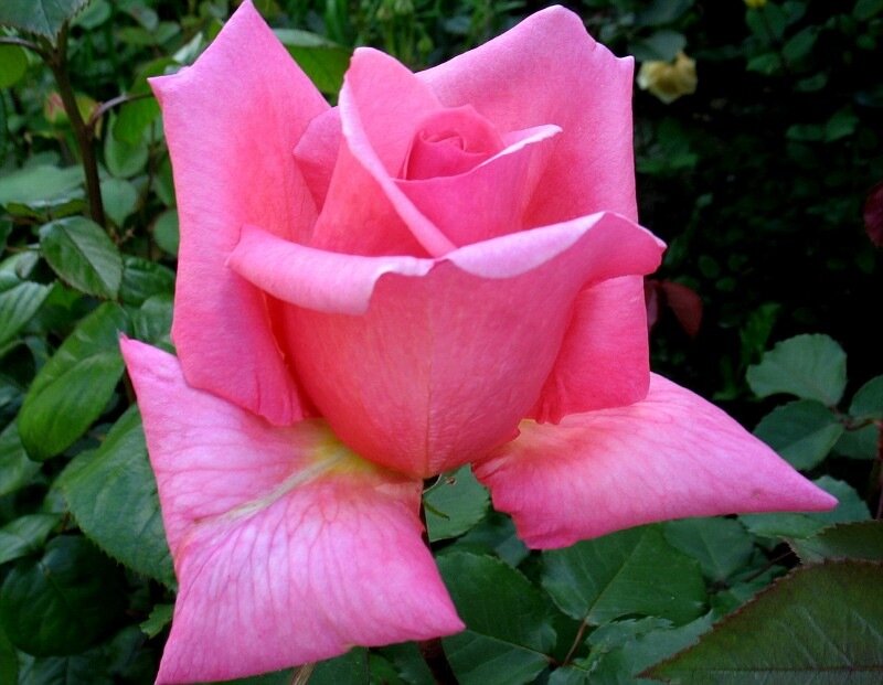 Immagini bellissime di Rose