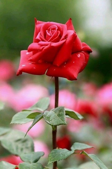 Immagini bellissime di Rose