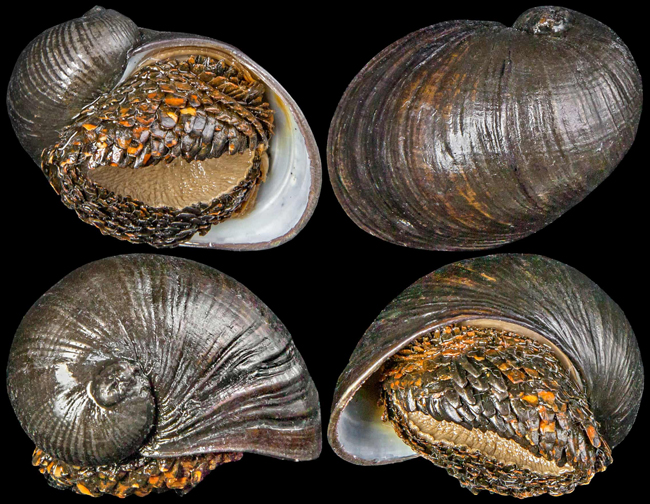 Chrysomallon squamiferum: la chiocciola marina con le squame di ferro