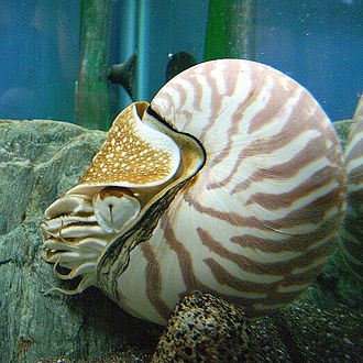 Nautilus Home