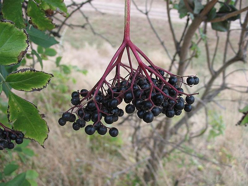 SAMBUCO NERO BLACK BEAUTY