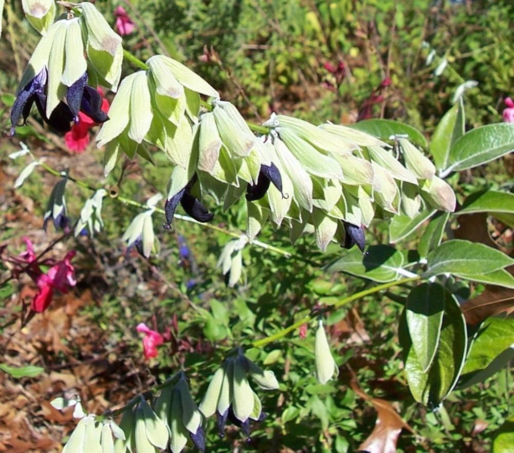Salvia discolor