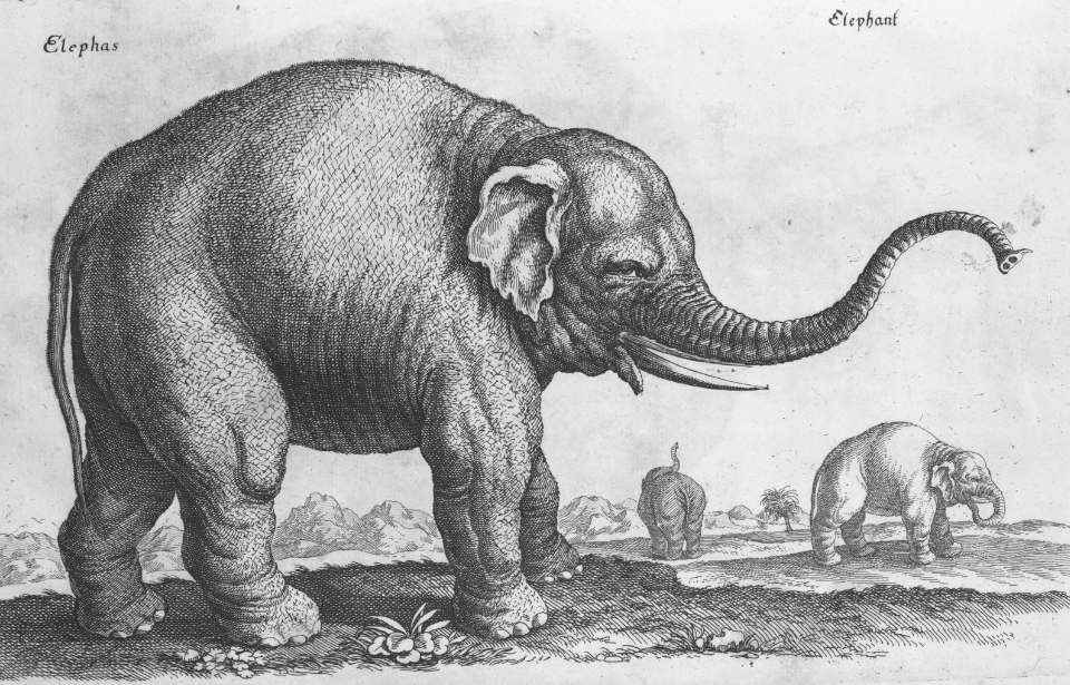 Oggi nella storia: 13 Aprile 1796 l'elefantessa Old Bet arrivò a Salem!