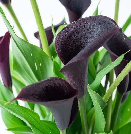 Calla nera