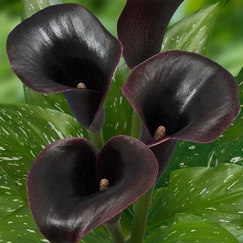 Calla nera