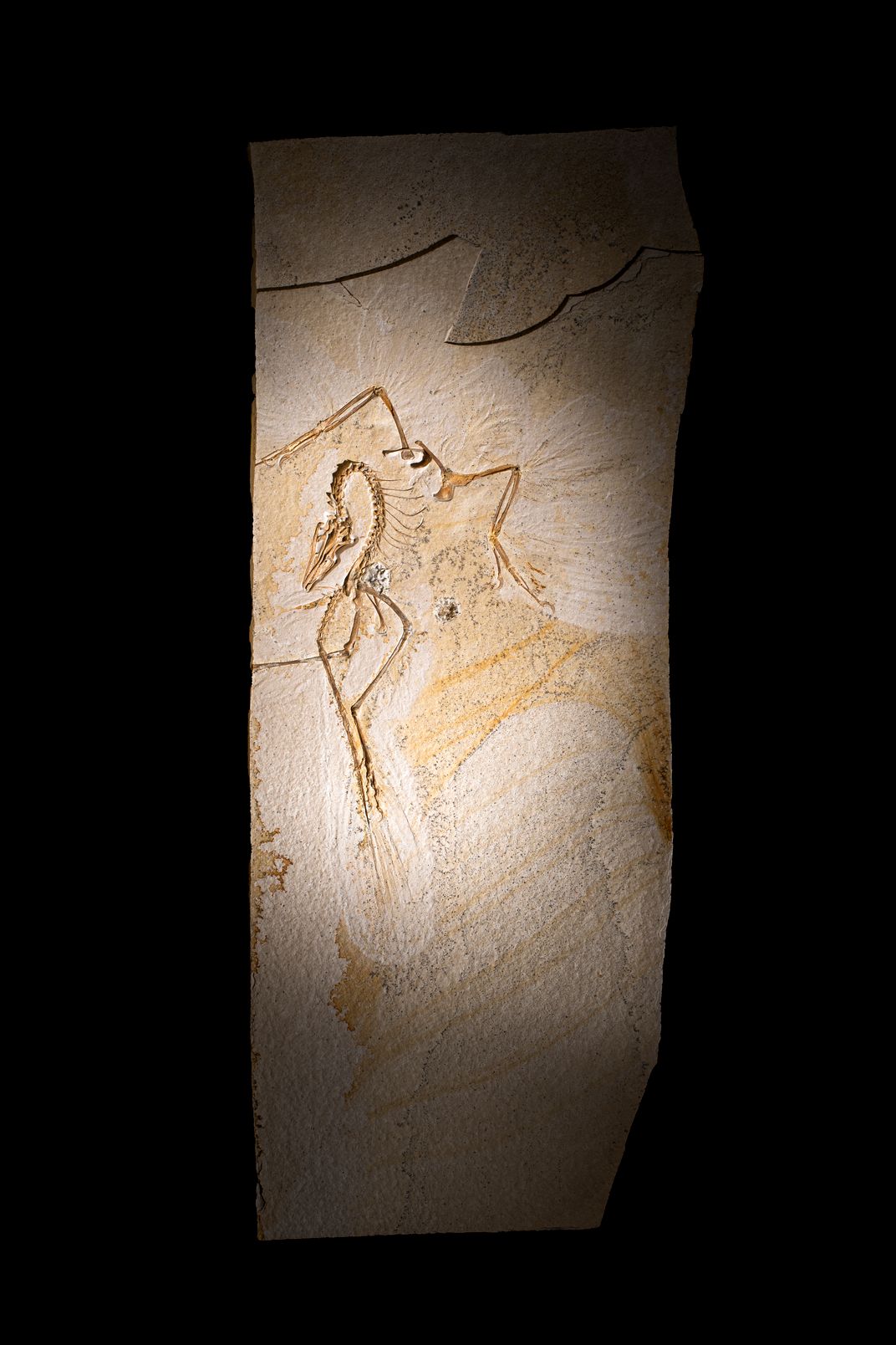 Il Museo di Chicago svela il “fossile più importante mai scoperto”: il ...