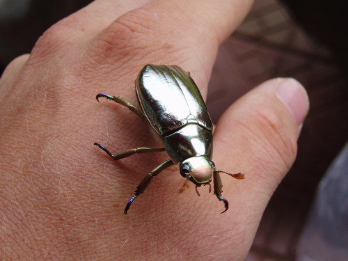 Chrysina limbata lo scarabeo/specchio