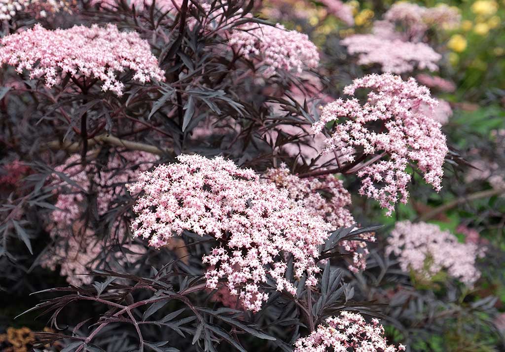 SAMBUCO NERO BLACK BEAUTY