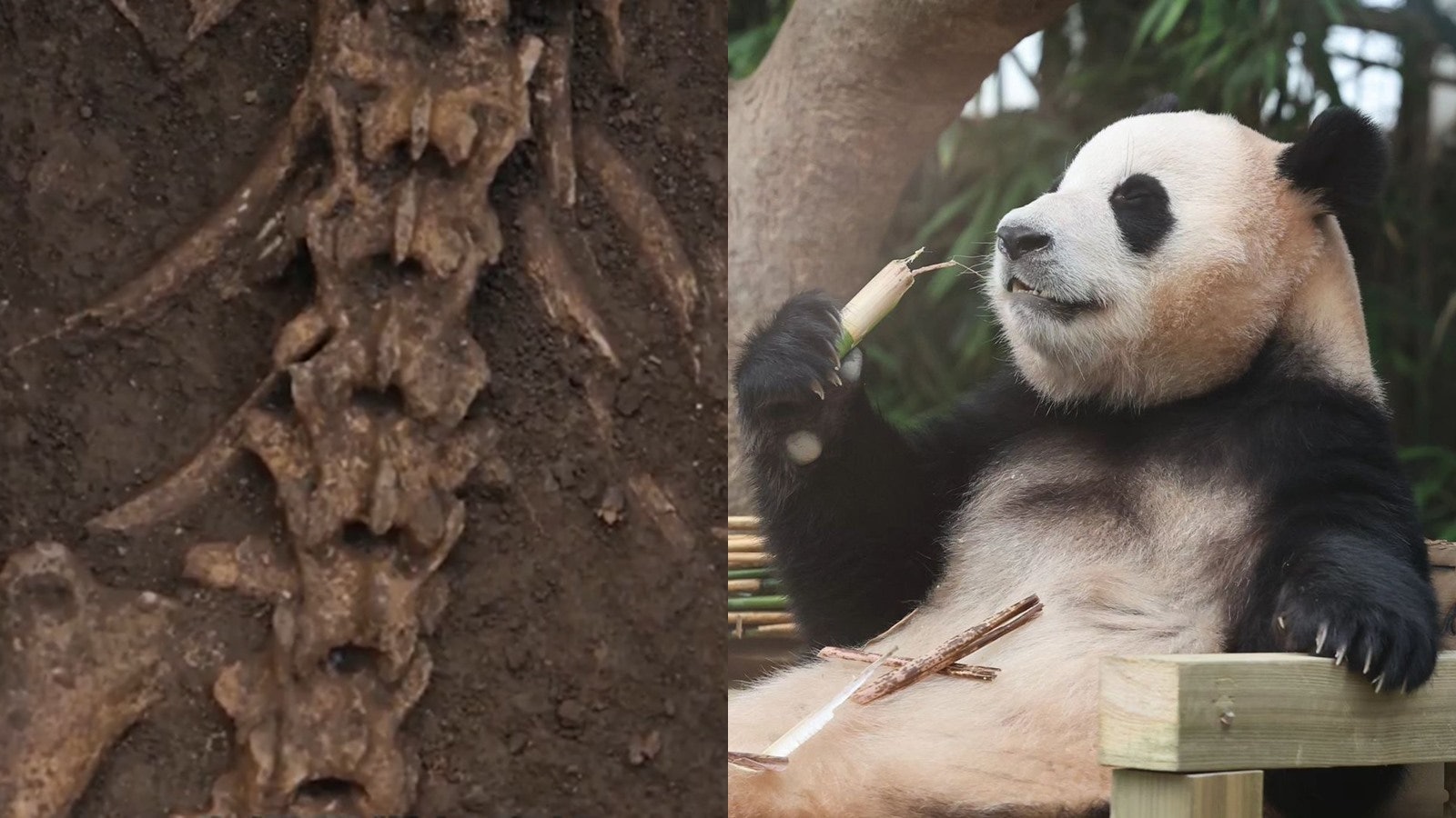 Gli archeologi scoprono lo scheletro completo di un panda gigante nella ...