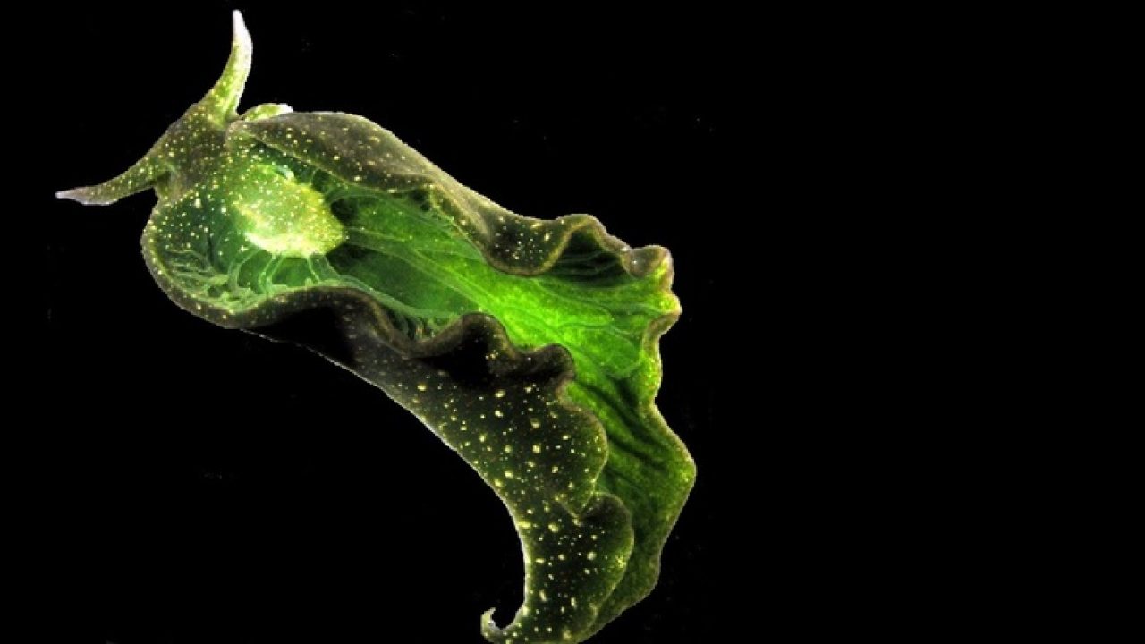 CROSTACEI E MOLLUSCHI.. - page 2