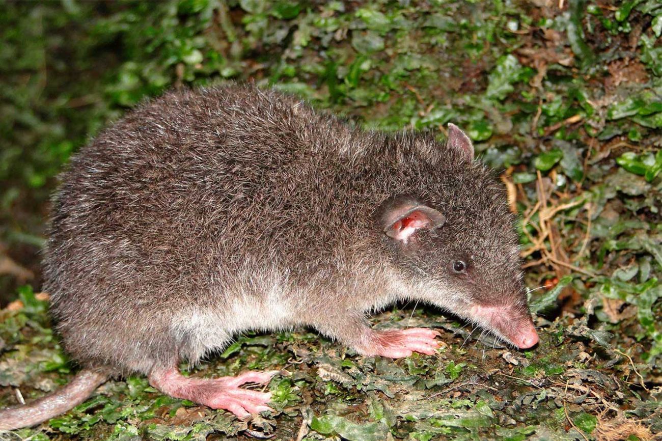 canguri koala I MARSUPIALI - page 2