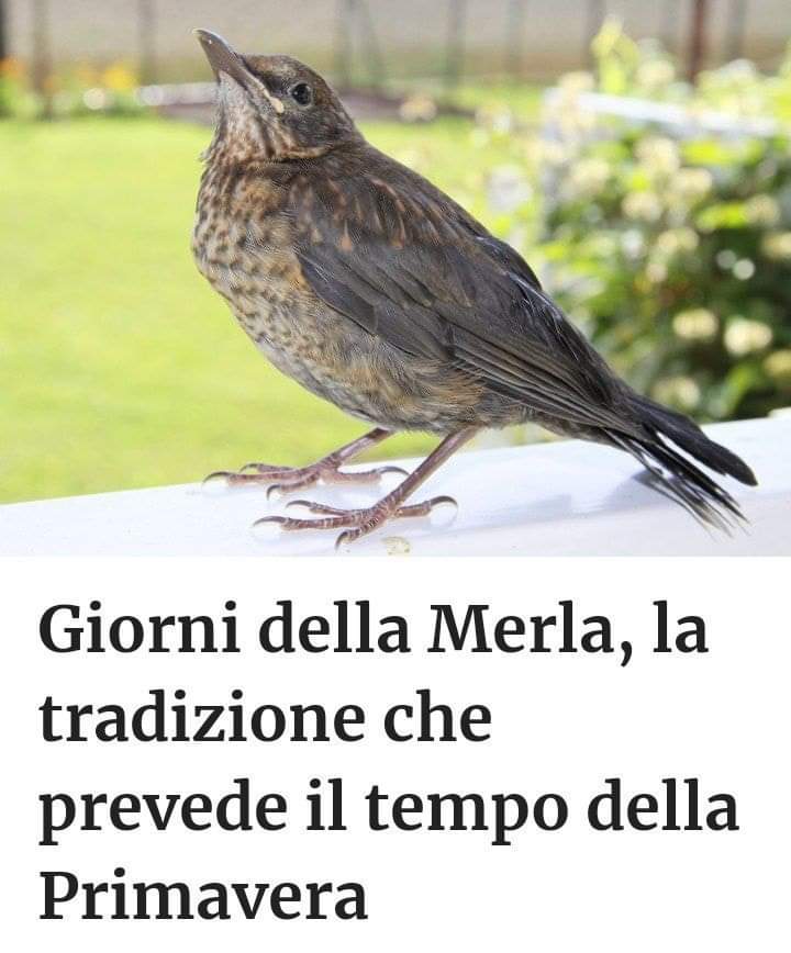 LA STORIA DEI GIORNI DELLA MERLA
