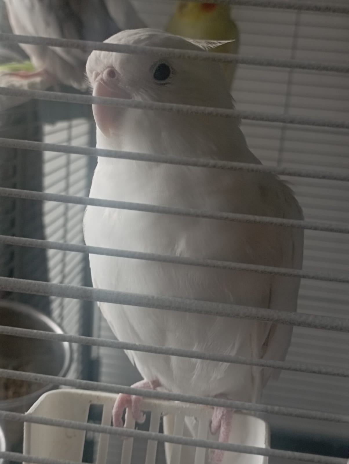 Cedo Calopsite allevate a mano