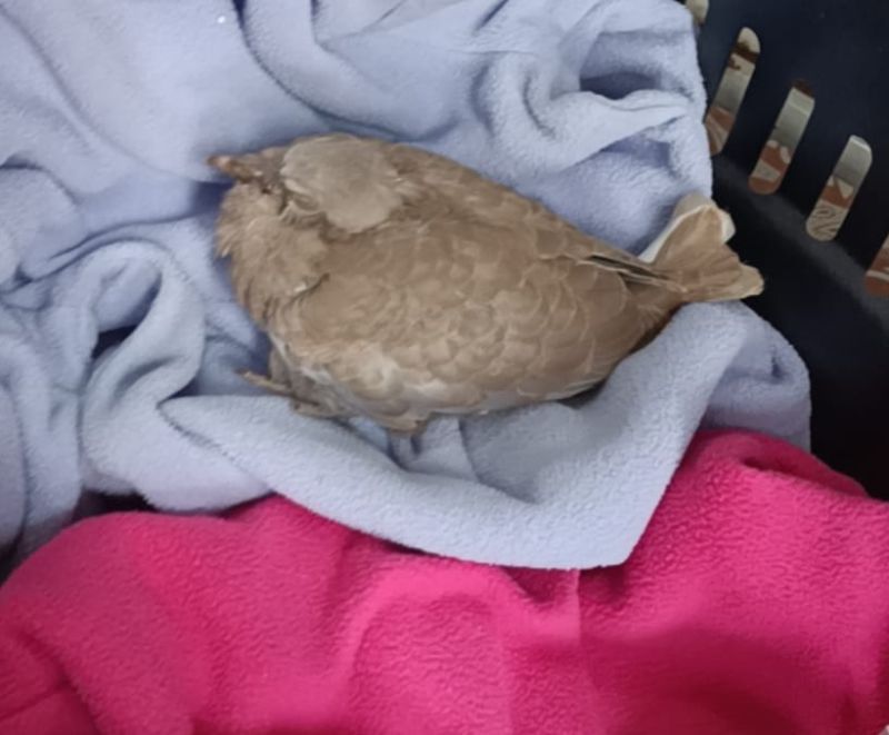 Come aiutare un piccolo di tortora