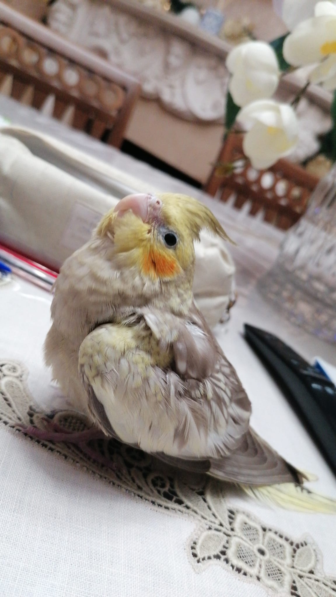 CALOPSITE ARES 70 GIORNI