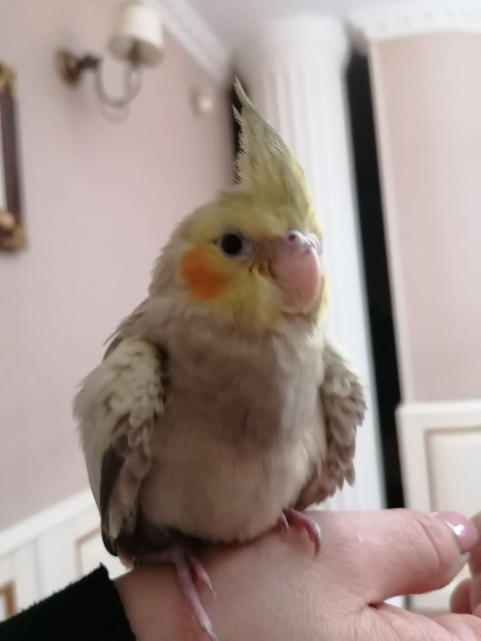 CALOPSITE ARES 70 GIORNI