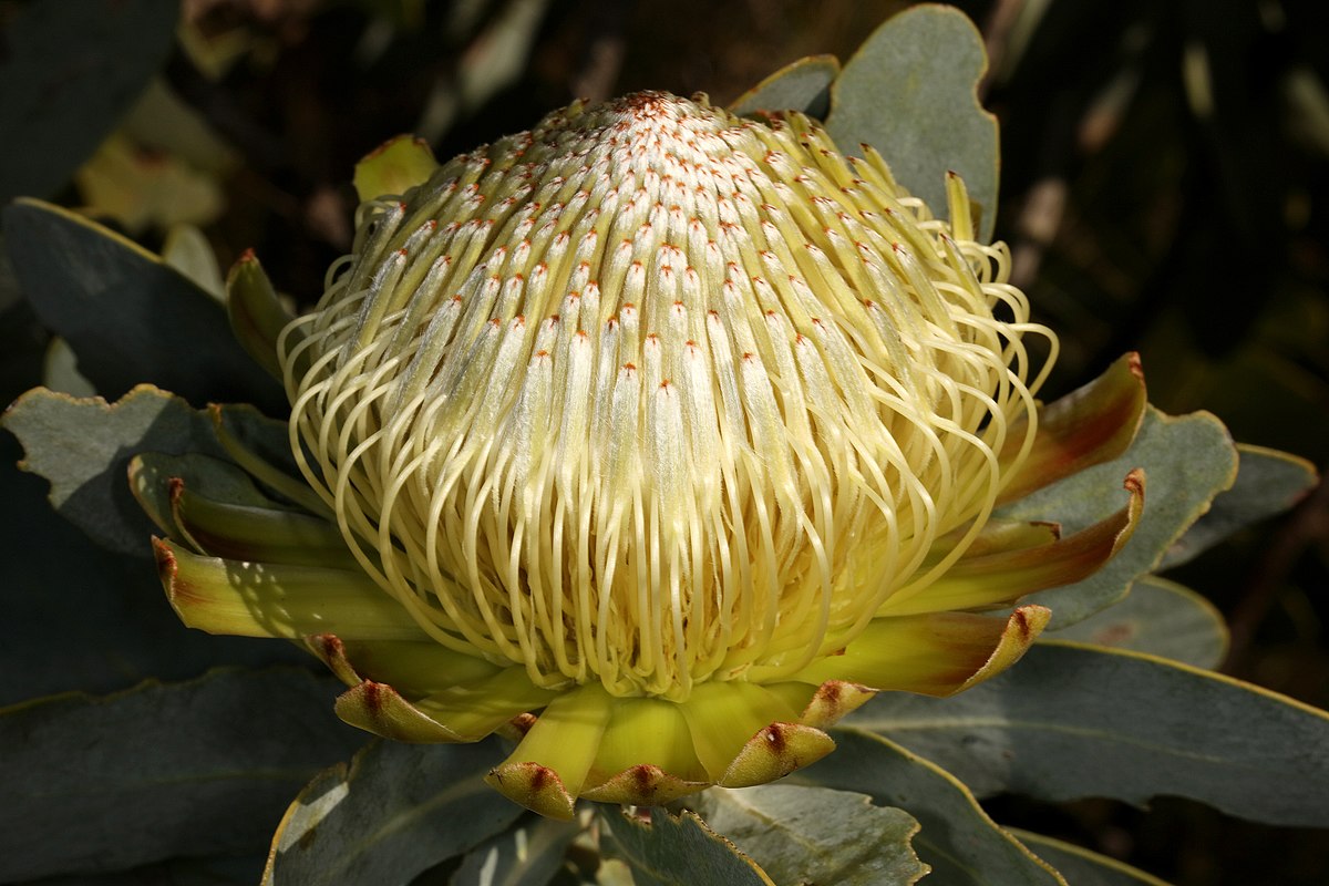 Protea la pianta sudafricana molto particolare in giardino