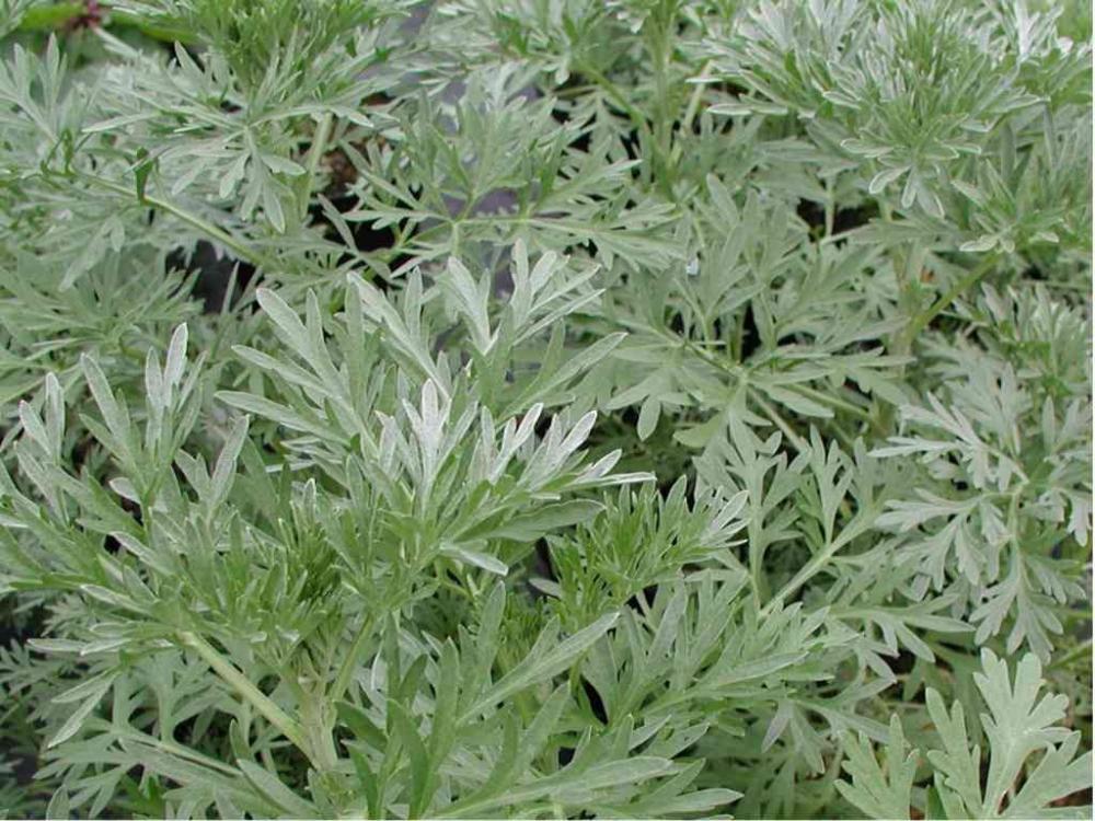 proprieta' di erbe e piante