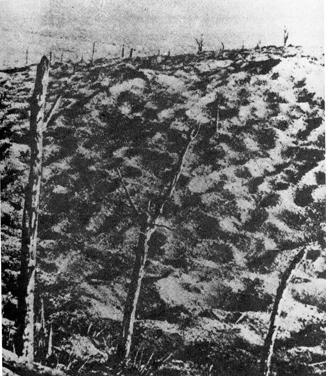 19 dicembre 1916 Termina la battaglia di Verdun