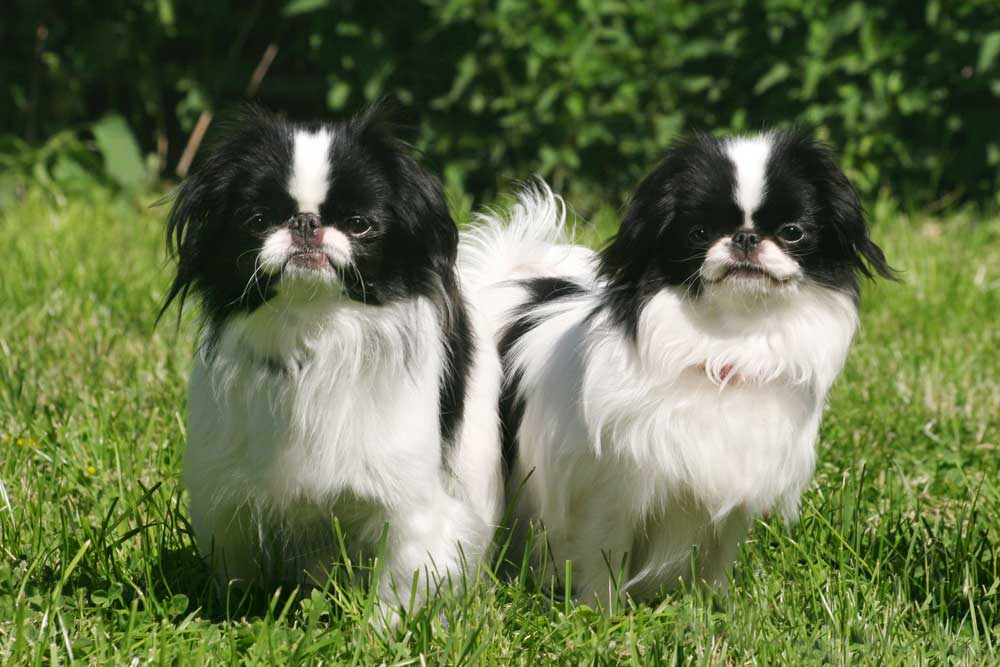 IL CANE CHIN, CANE DI TAGLIA PICCOLA: CARATTERISTICHE E QUALITÁ (FOTO)