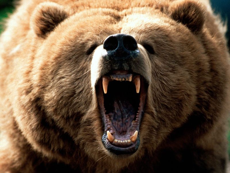 I DENTI NEL MONDO ANIMALE