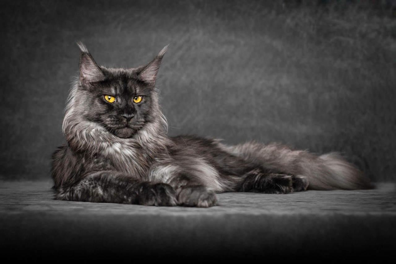 Il Maine Coon, il gatto più grande del mondo