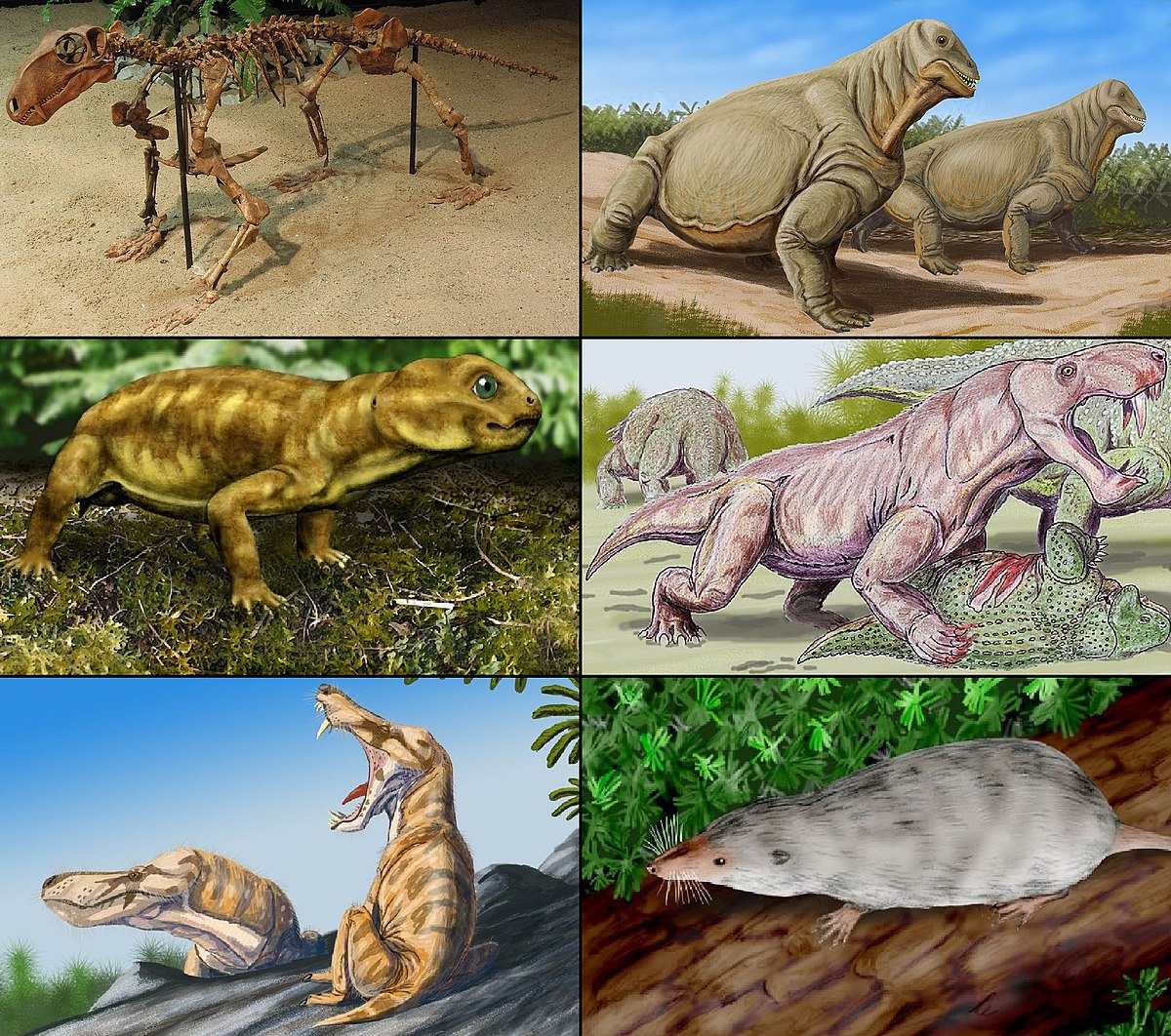 Il deuterosauro, animale estinto del Permiano medio