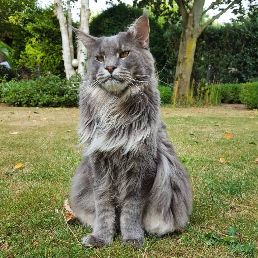 Il bellissimo gatto Maine Coon
