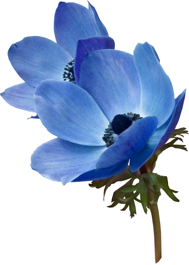 PAPAVERI BLU DELL'HIMALAYA, CONSIGLI UTILI