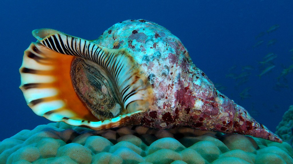 LE CONCHIGLIE MARINE, TUTTE LE SPECIE: CARATTERISTICHE E CURIOSITÀ ...