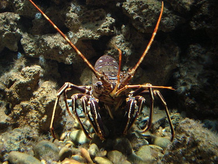 L'ARAGOSTA MEDITERRANEA, PALINURUS ELEPHAS