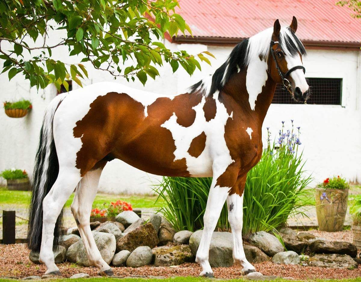 Il cavallo Paint horse, la sua bellezza? il manto pezzato