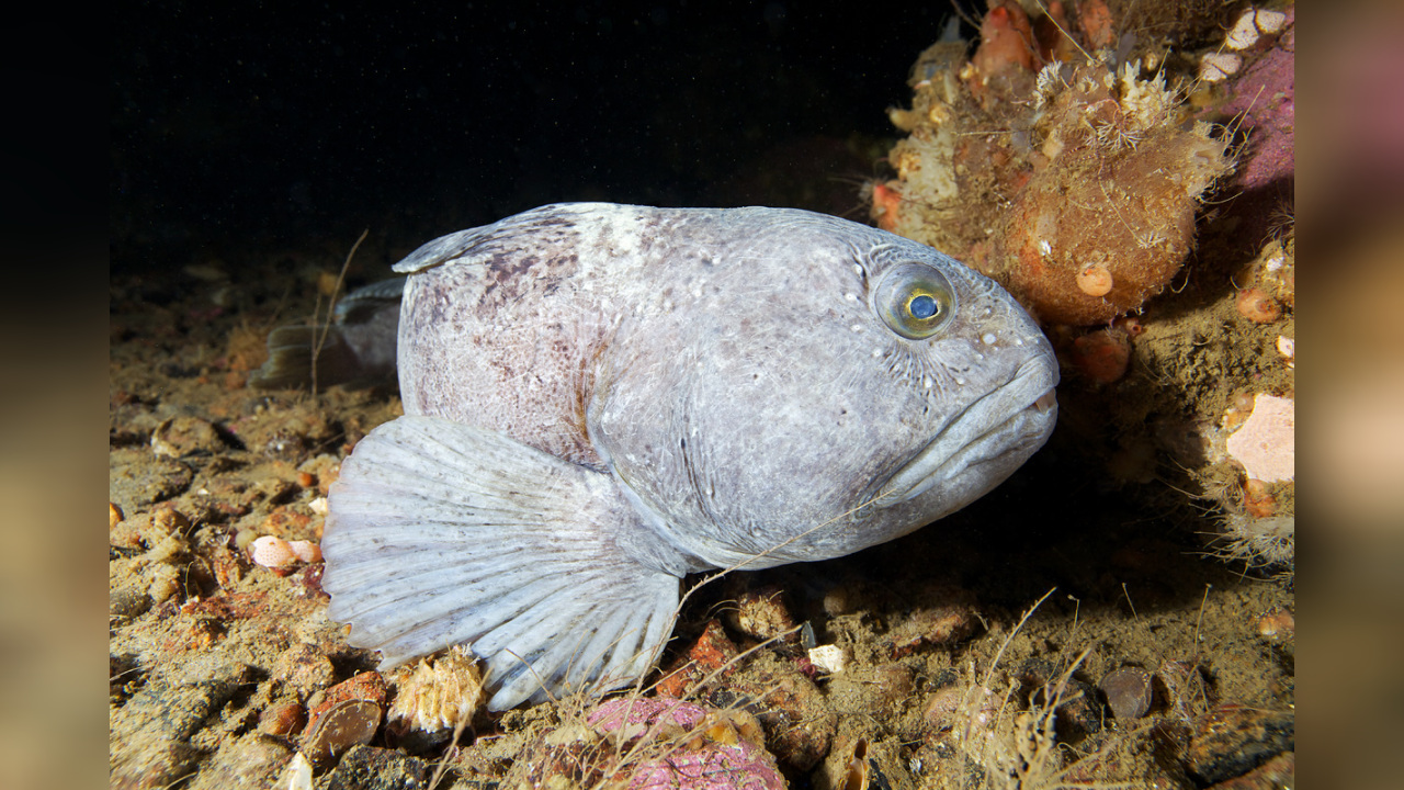 IL PESCE LUPO O LUPO DI MARE