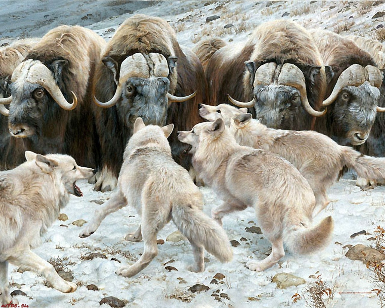 Il bue muschiato: Il titano dell'Artico