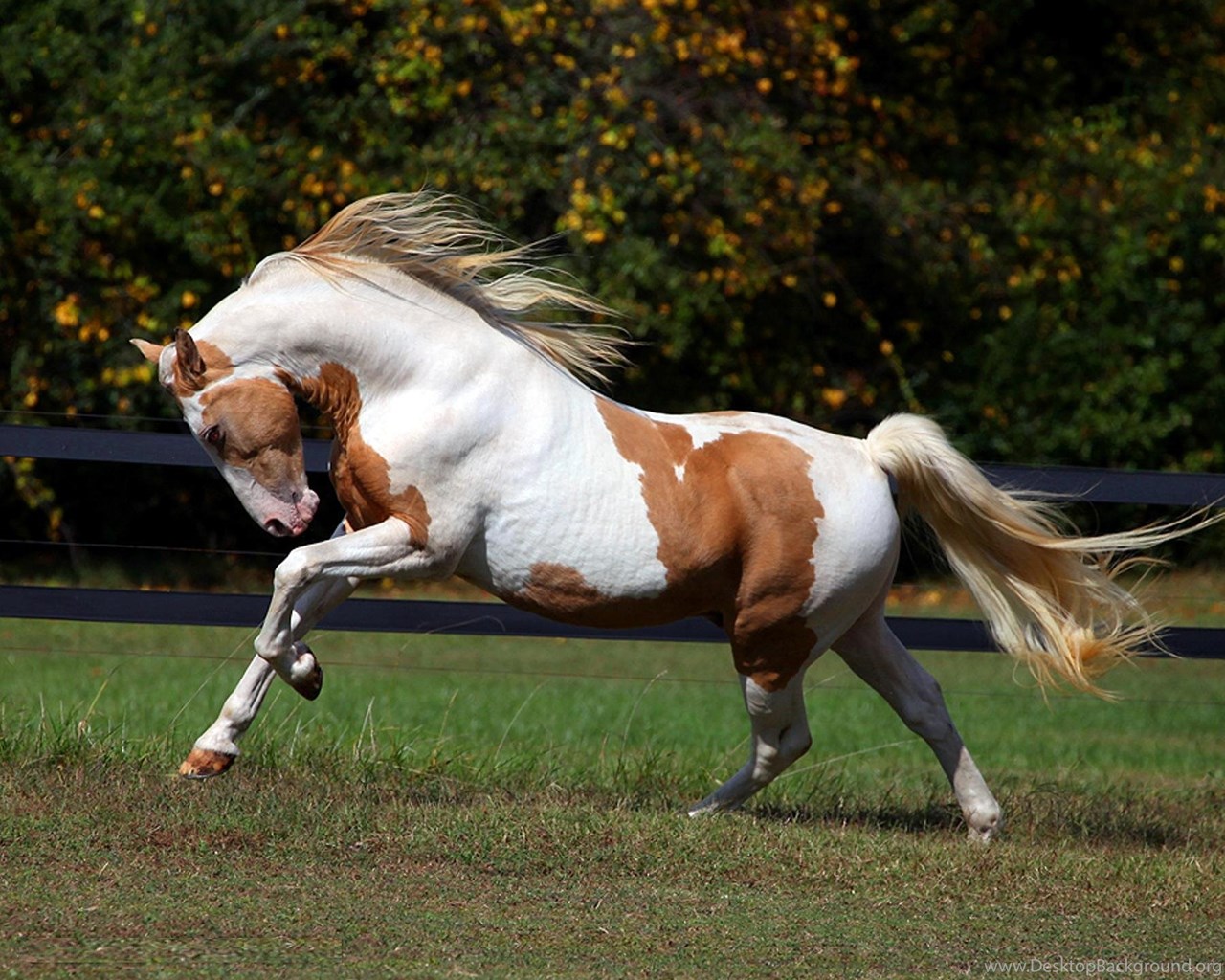 Il cavallo Paint horse, la sua bellezza? il manto pezzato