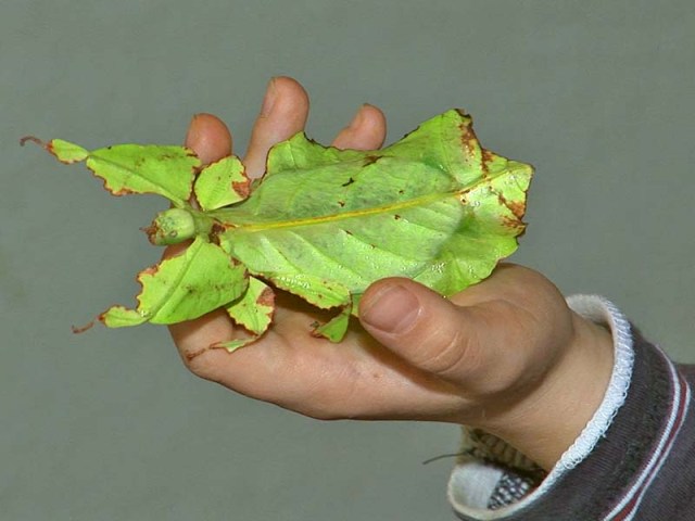 INSETTI DA RECORD, I PIÙ GRANDI DEL MONDO