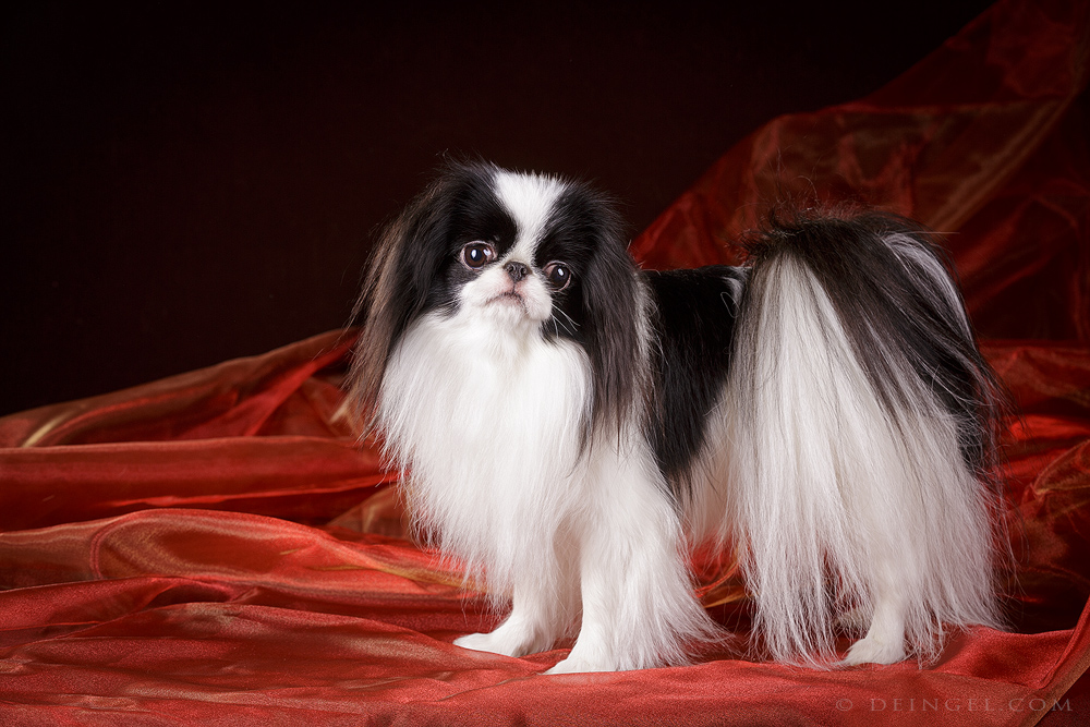 IL CANE CHIN, CANE DI TAGLIA PICCOLA: CARATTERISTICHE E QUALITÁ (FOTO)