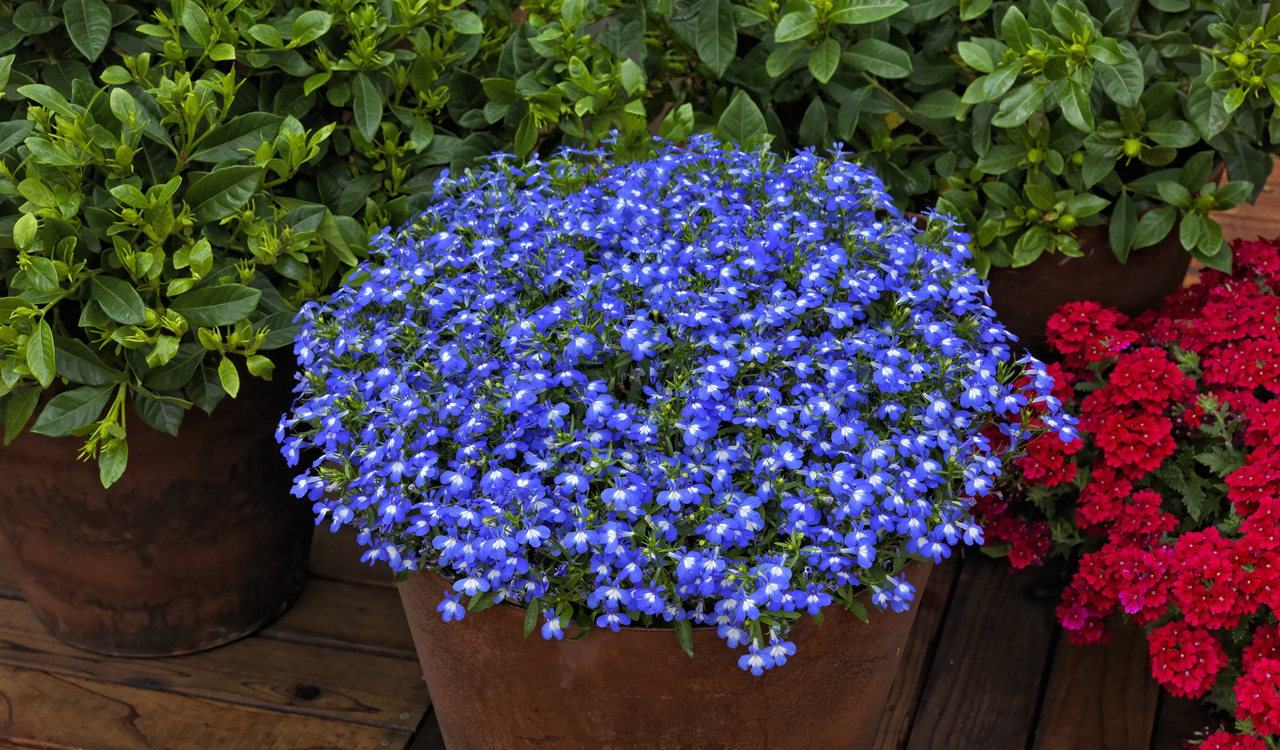 LA LOBELIA, DELICATO FIORE DAI 1000 COLORI