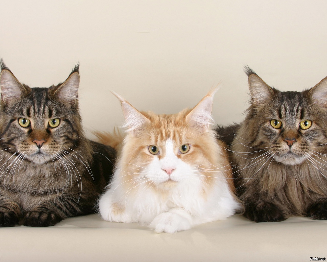 Il Maine Coon, il gatto più grande del mondo