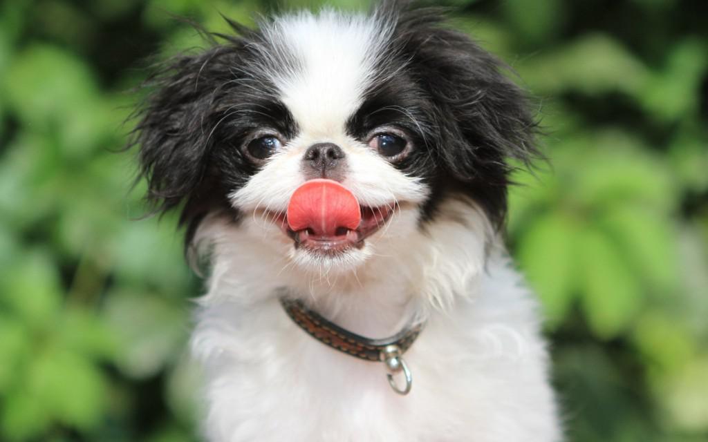 IL CANE CHIN, CANE DI TAGLIA PICCOLA: CARATTERISTICHE E QUALITÁ (FOTO)