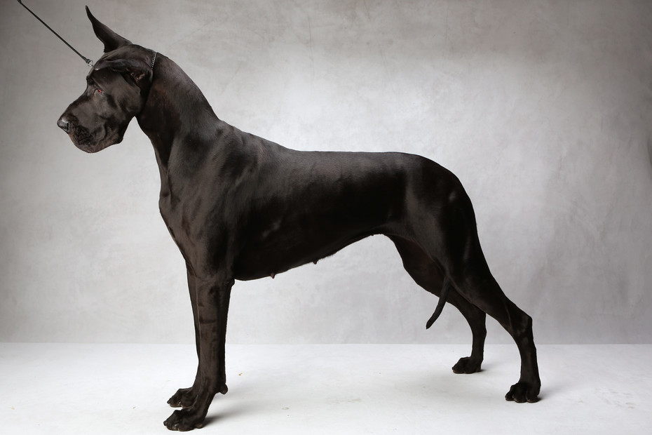 L'ALANO: CARATTERISTICHE E QUALITÁ (FOTO)