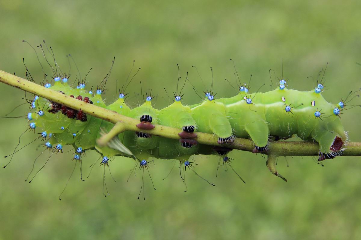 I più grandi bruchi del mondo