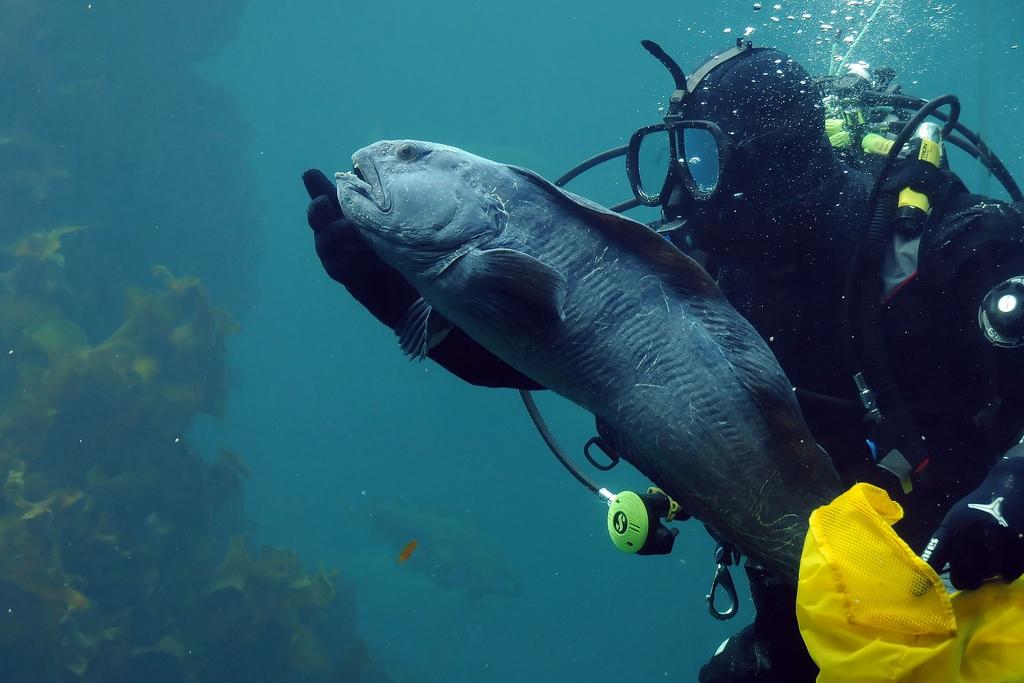 IL PESCE LUPO O LUPO DI MARE