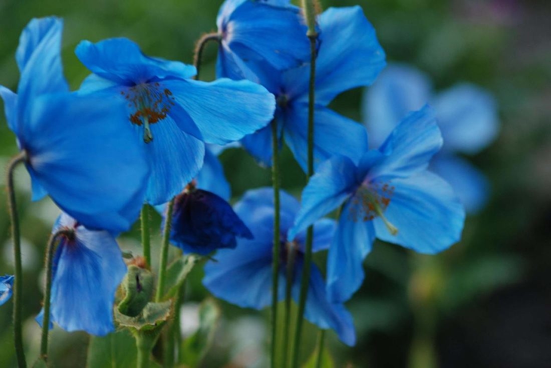 PAPAVERI BLU DELL'HIMALAYA, CONSIGLI UTILI