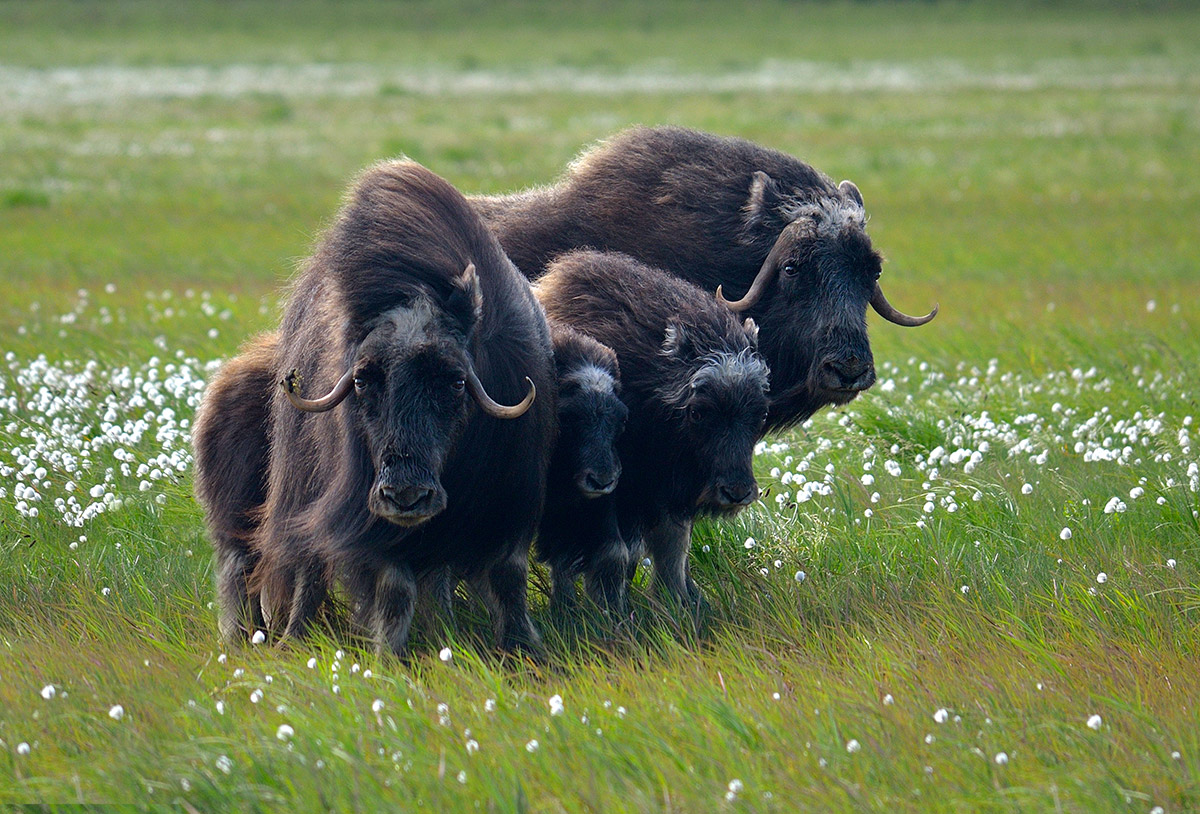 Il bue muschiato: Il titano dell'Artico